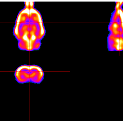 The constructed rat brain template.