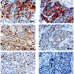 Immune-staining index panel.