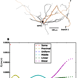 Morphology and T-channel distribution.