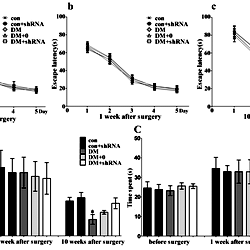 The results of Morris water maze (MWM) test.