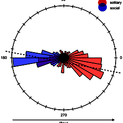 Circular histograms for the orientation patterns recorded under both ...