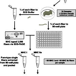 Schematic of method used to conduct fiber type-specific isolation of ...