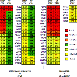 Comparison of differentially expressed proteins in CFNP compared to NP ...