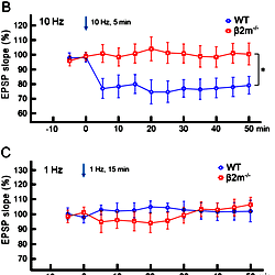 Comparison of the fEPSP slopes.