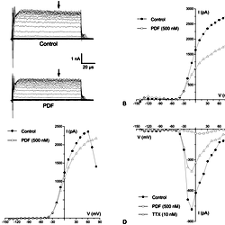 Application of PDF blocks outward K+ and inward Na+ current components.