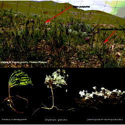The vegetation composition diagram is in the study area.