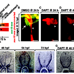 MEP glia originate from ventral spinal cord progenitors and express wif1.