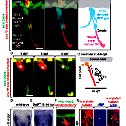 MEP glia and their descendents myelinate the spinal motor root.