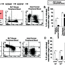 BLT mouse peripheral blood harbors few unswitched and switched memory B ...