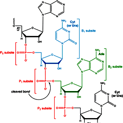 RNase-substrate binding sub-sites.