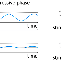 Schematic illustration of the effects of stimulation at different ...