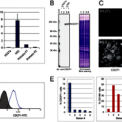 Expression of CDCP1 in bone marrow stromal cells.
