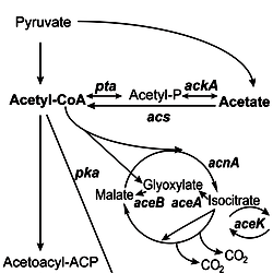 Outline of central metabolism indicating acetate production and ...