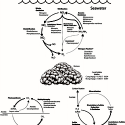 Model of the proposed functional role of bacteria in coral rubble ...