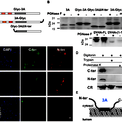 Membrane topology of 3A.