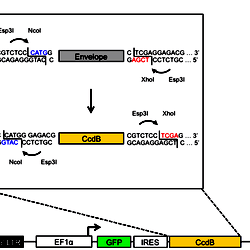 Schematic overview of the QL cloning procedure.