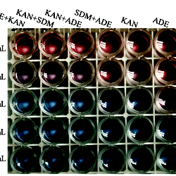 Photographic image of the multiplex aptasensor using different targets ...