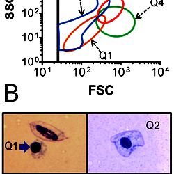 Association of flow cytometry light scatter profiles with particle ...