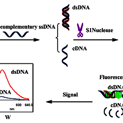 Illustration of the label-free ssDNA detection strategy for detecting ...
