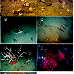 Underwater images were taken from the locations of large research ...