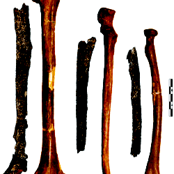 The Tourville 1 human remains in anterior view placed adjacent to the ...