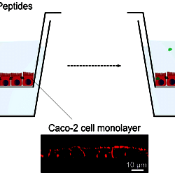 Schematic illustration of the Caco-2 setup.