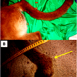 Photographs of kinked tails of pumas F95 (a) and M96 (b).
