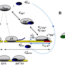 Model for sigma factor competition.