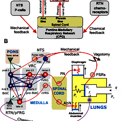 Closed-loop respiratory system.