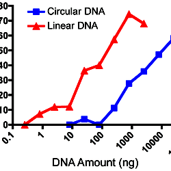 Linear DNA is more oncogenic than circular DNA.