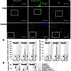 C17.2 cells behavior characterized by MAP2 staining.