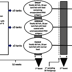 Schematic illustration of the trial plan used in the present study.