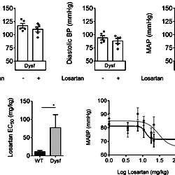 Dysferlin-null mice exhibit reduced sensitivity to the blood pressure (BP)-lowering effects of ...
