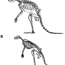 Skeletons of (A) Sthenurus stirlingi and (B) Macropus giganteus.
