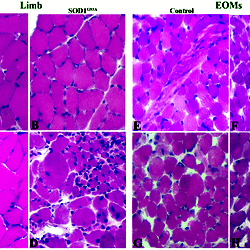 H&E staining of limb muscles (A–D) and EOMs (E–H) from control and ...