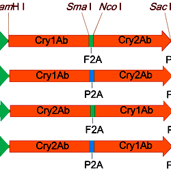 Schematic diagram of T-DNAs for transgenic expression of 2A linked ...
