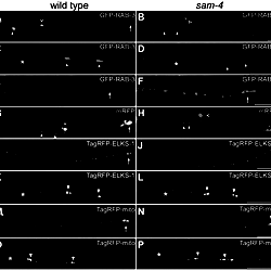 sam-4(js415) mutations cause abnormal accumulations of SV markers in ...