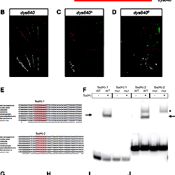 dys is a direct target of the Notch pathway.