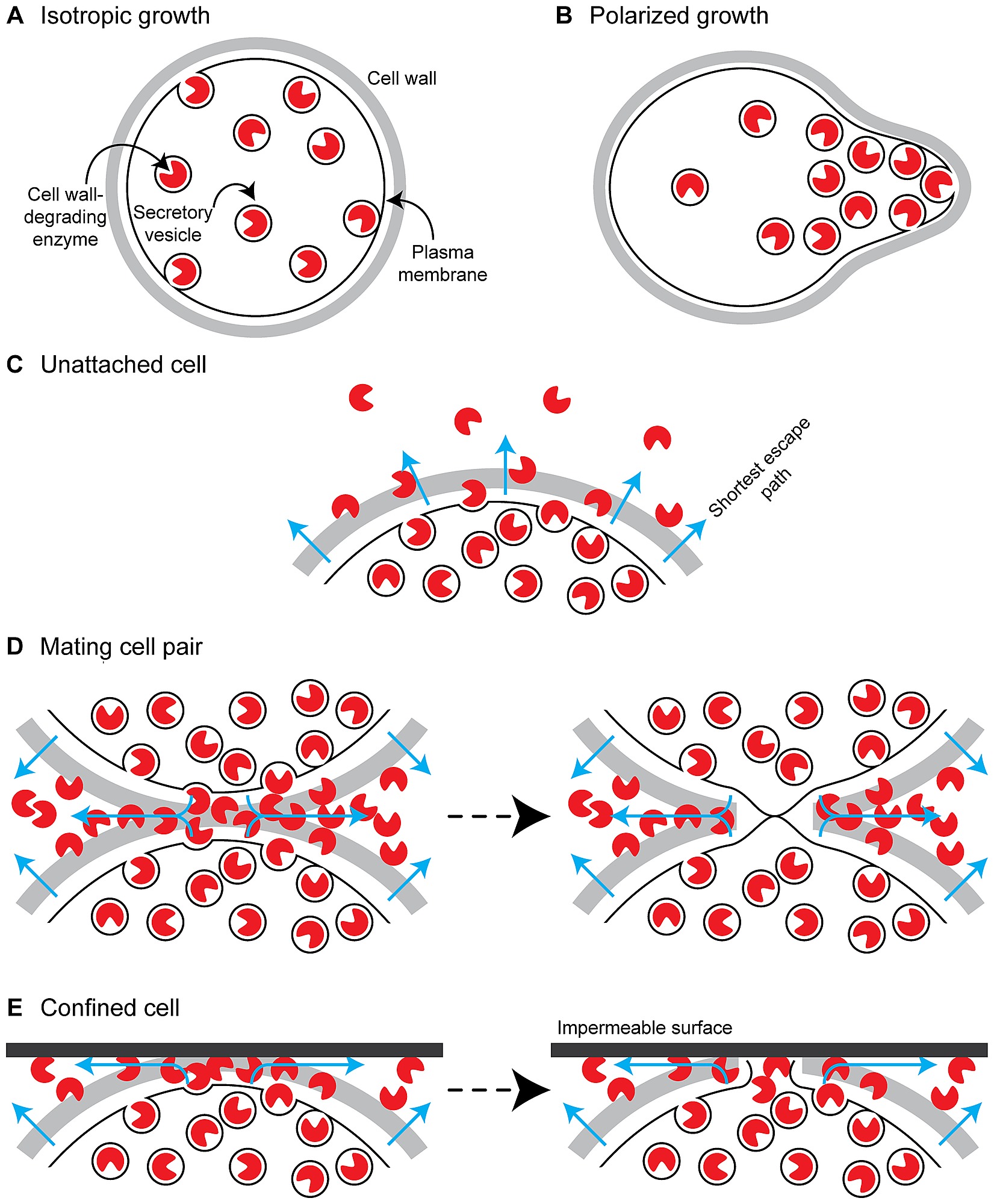 Enzymes In Cell Membrane