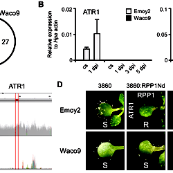 Hpa Waco9 overcomes recognition by RPP4, but not RPP5.