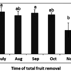 Effect of fruit load on fruit yield in the following year.