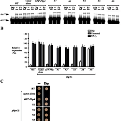 Php4 NLSs are required for Php4-mediated repressive function.