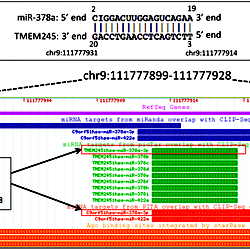CLIP-Seq evidence of TMEM245 and miR-387.