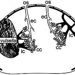 Diagram showing the architecture of the aquiferous system of Spongia ...