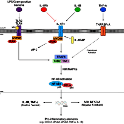 Pathways associated with activation of toll-like receptors TLR-2 and ...