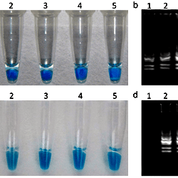 Optimization of LAMP reaction temperature (a, b) and reaction time (c, d).