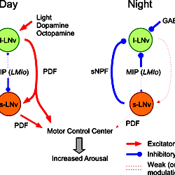 A model depicting an operating principle of three major metabotropic ...