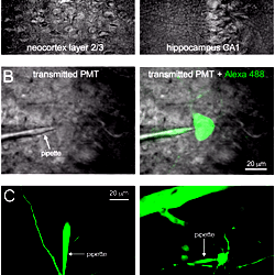 Microscope Performance: visually guided patch clamp.