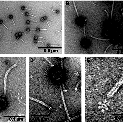 Electron micrographs of Arthrobacter phage ArV2.