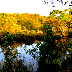 Photograph of rio Mutum, type locality of Eigenmannia sirius ...
